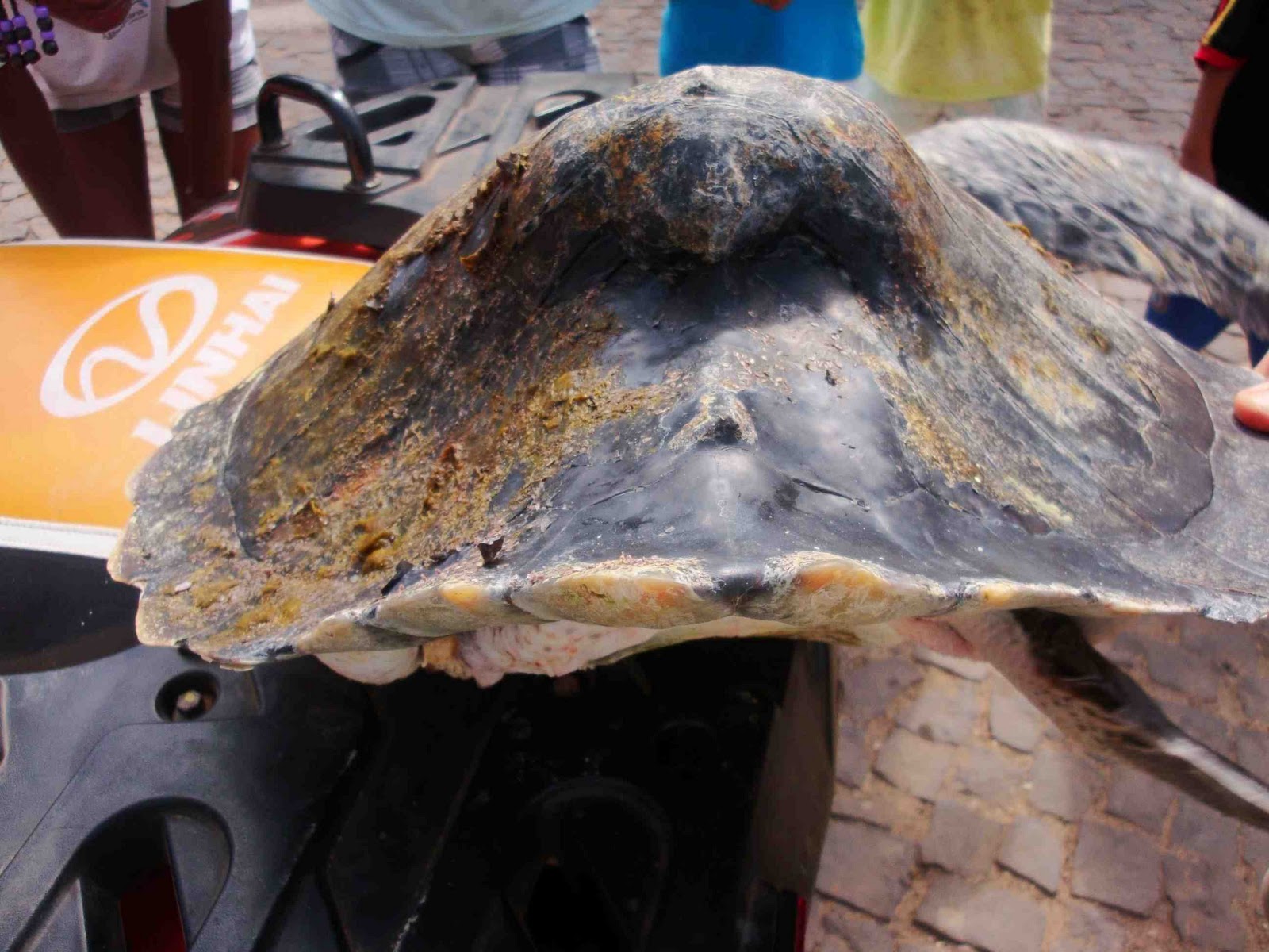 SOS Tartarugas/Turtle SOS Cabo Verde: The strangest turtle ever?