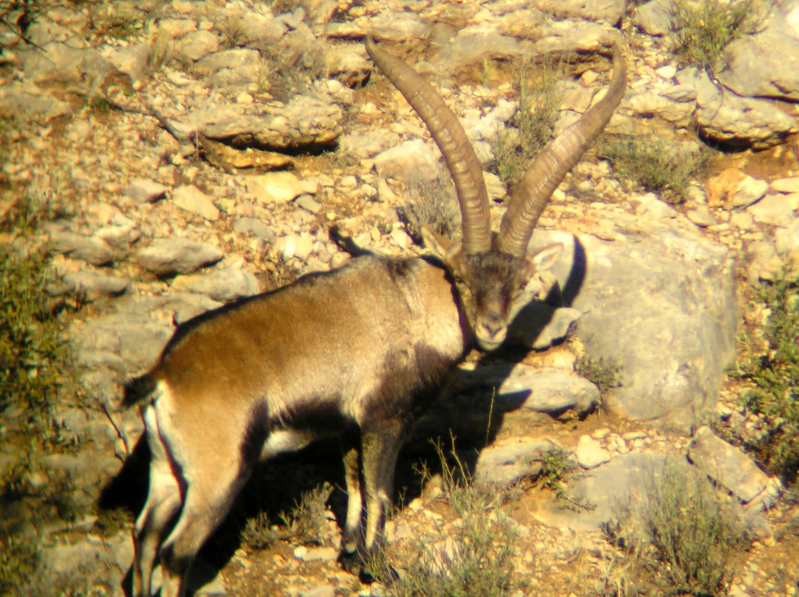 Spanish Ibex Hunts | Ibex Hunting in Spain | ibexhuntspain.com: Ibex ...
