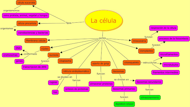 Ciencias Naturales: PERIODO 1 SÉPTIMO