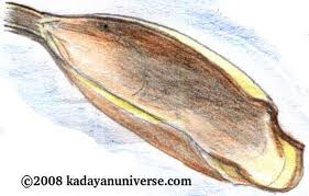 Permainan Tradisional: TARIK UPIH