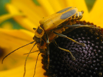 Fish Chasers: Funny bugs