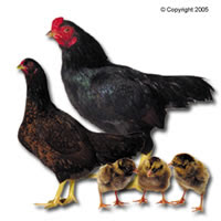 AVES DE RAÇA PURA ORNAMENTAIS: CORNISH