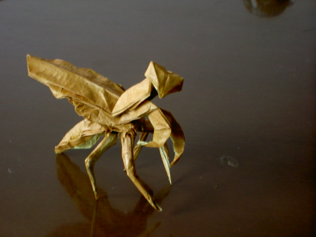 El sutil arte del origami: Escarabajos e Insectos