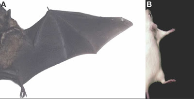 Quintessence of Dust: How the bat got its wing