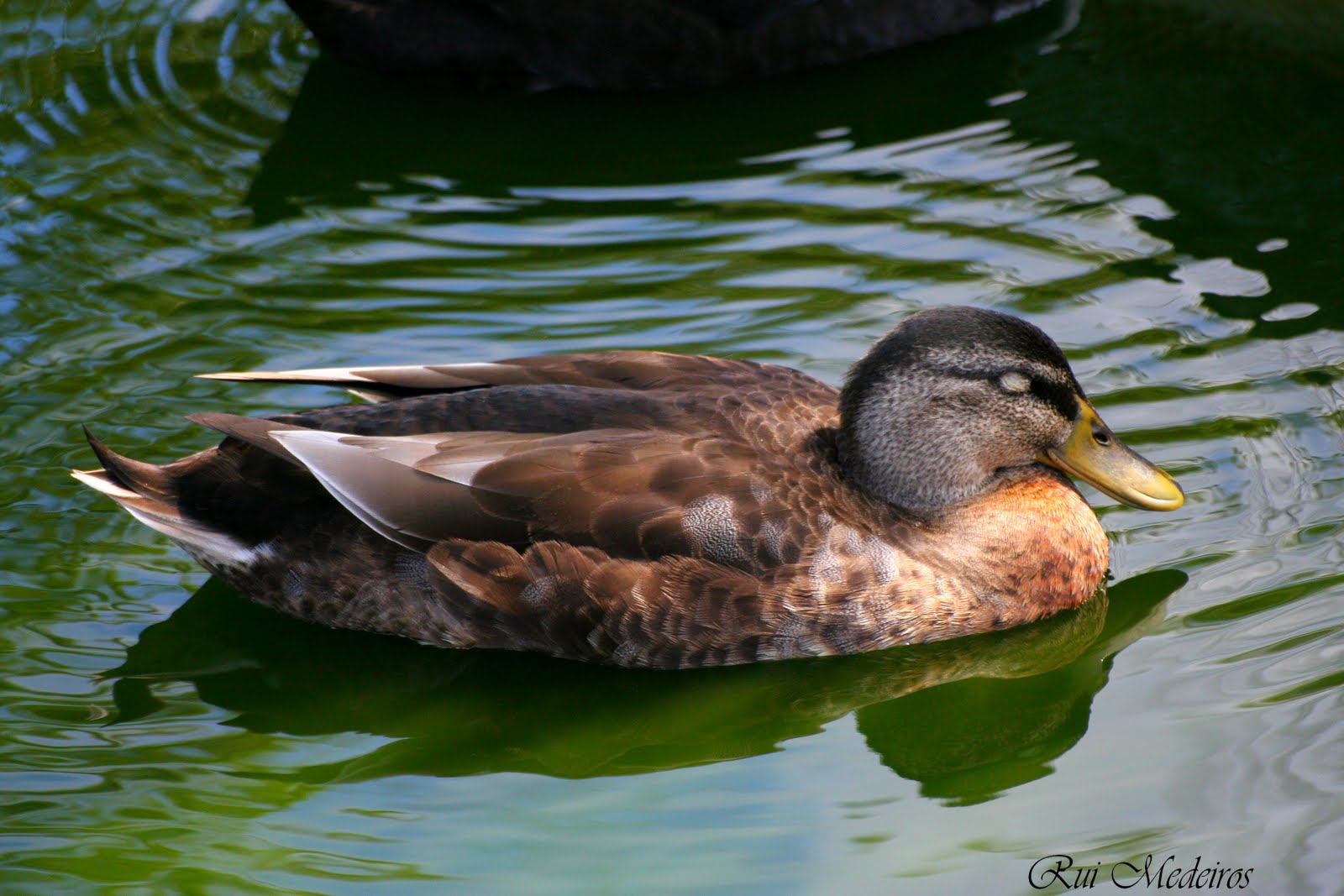 Agosto 2010 - Rui Medeiros Photography