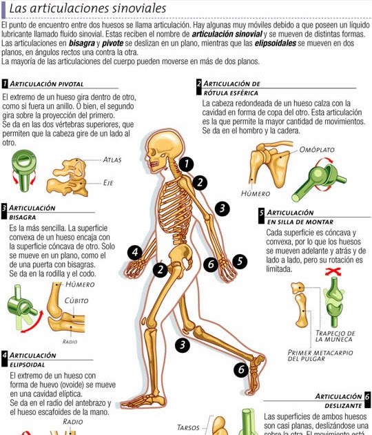 anatomia humana: ¿Qué es la artrología?