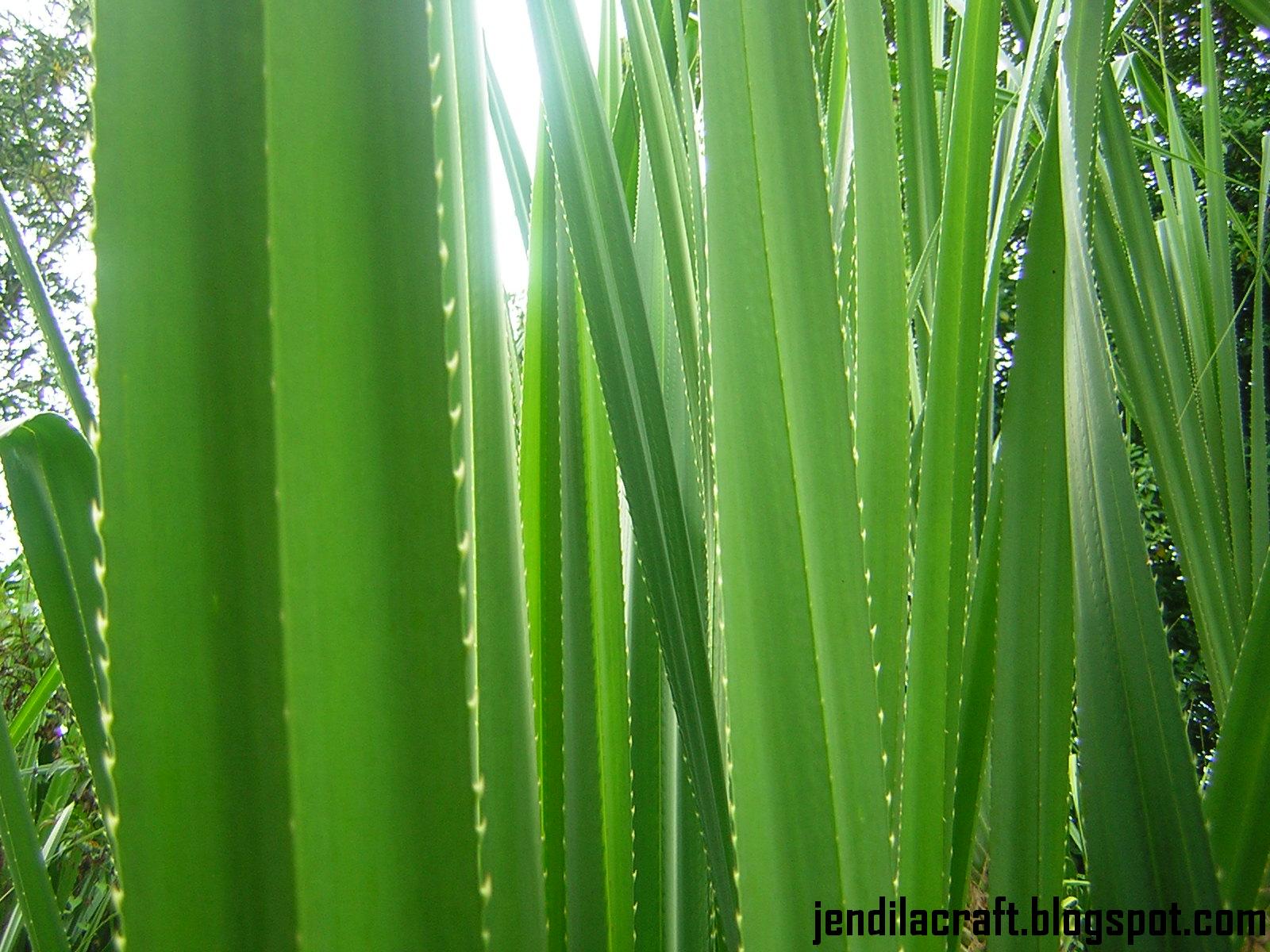 Mengkuang: Proses 1: Tetak mengkuang