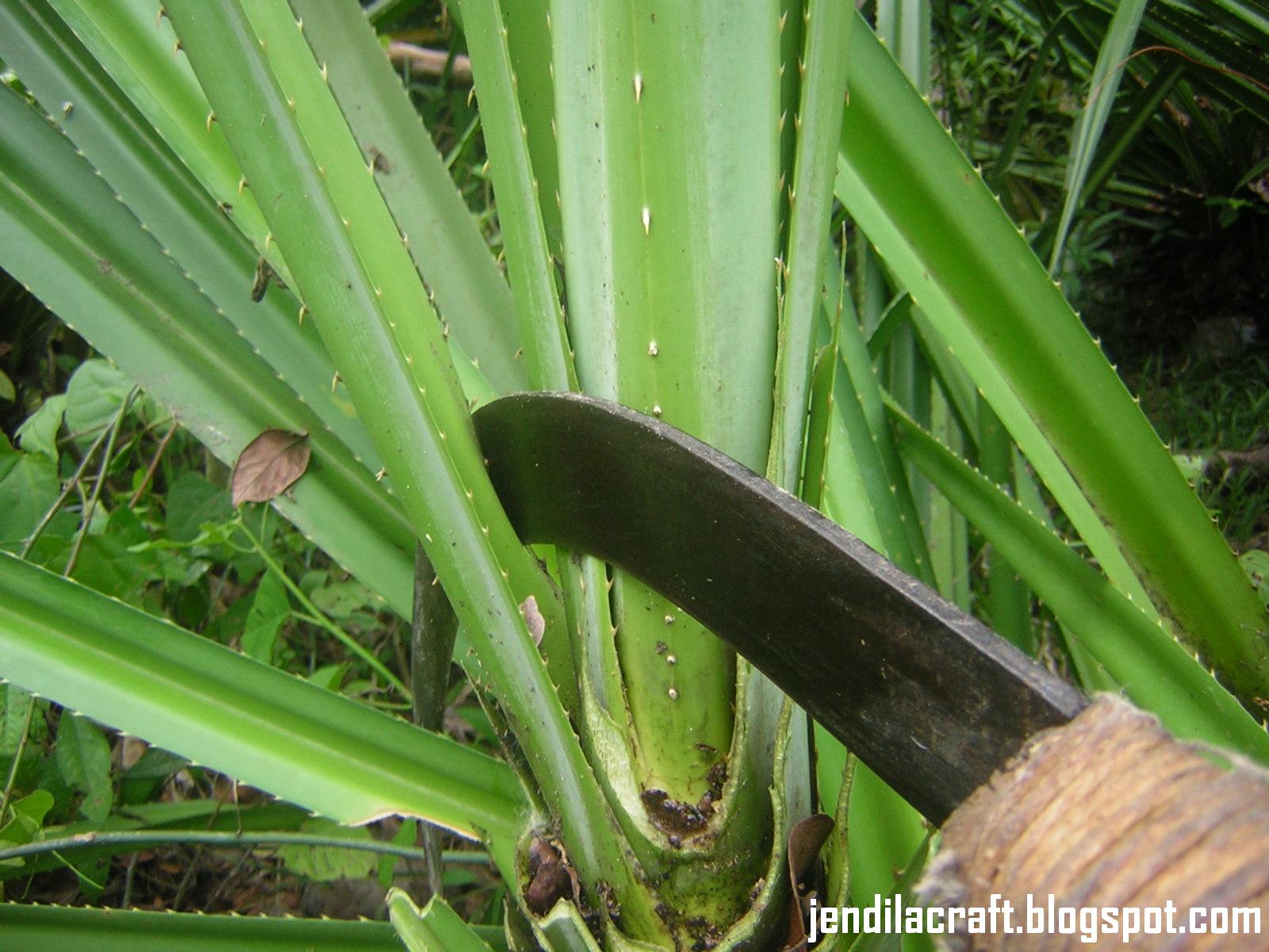 Mengkuang: Proses 1: Tetak mengkuang