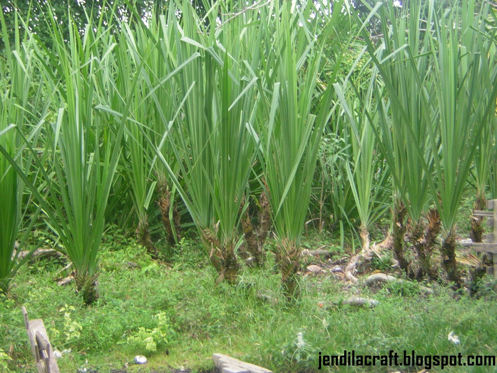 Mengkuang: Proses 1: Tetak mengkuang