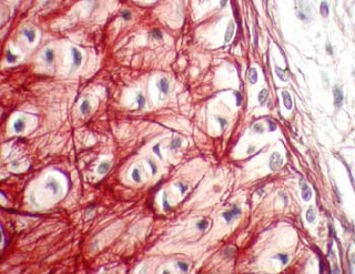 el Blog del Profe de Biolo: Técnicas de tinción