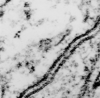 el Blog del Profe de Biolo: Estructura y Composición de la Membrana ...