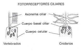 El mundo de la Biologìa: Estructuras fotorreceptoras en invertebrados