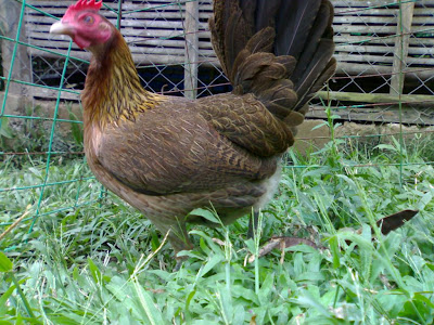 Team EbokAlaEh: Pure Gavilan Hatch