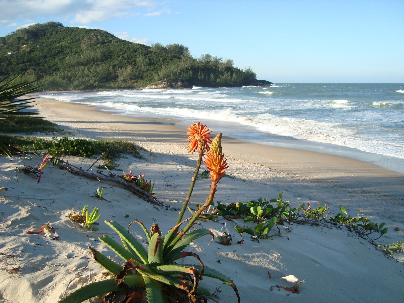 Natureza viva: Praia da Ferrugem Garopaba SC