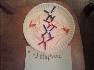 Davison: Phases of Mitosis