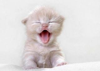 La Mixeta: Gatitos Monos