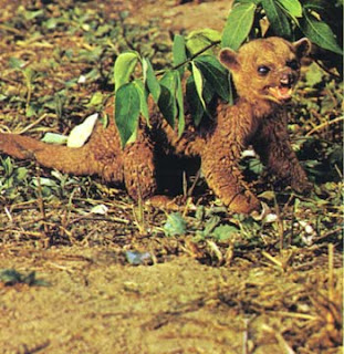 Animal Planet Brasil: Jupará