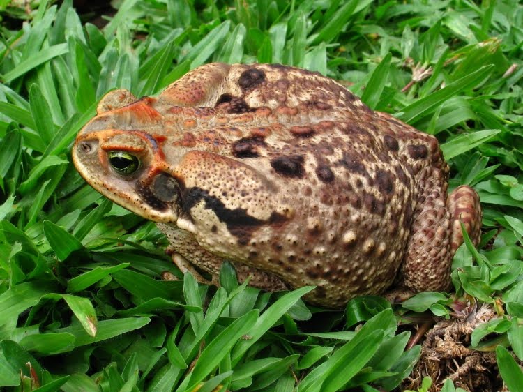 Animal Planet Brasil: Sapo - Cururu