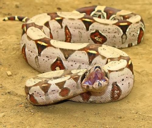 Animal Planet Brasil: Jibóia