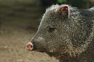 Animal Planet Brasil: Queixada