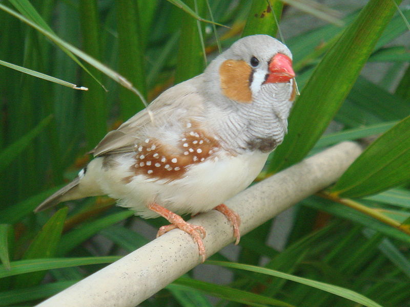 Animal Planet Brasil: Mandarim
