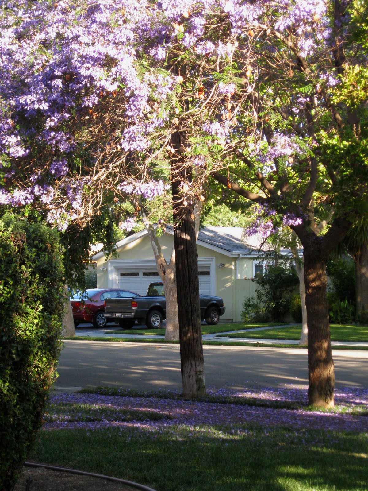 San Jose day-by-day: Jacaranda Trees Shed Lovely Lavender "Snow"