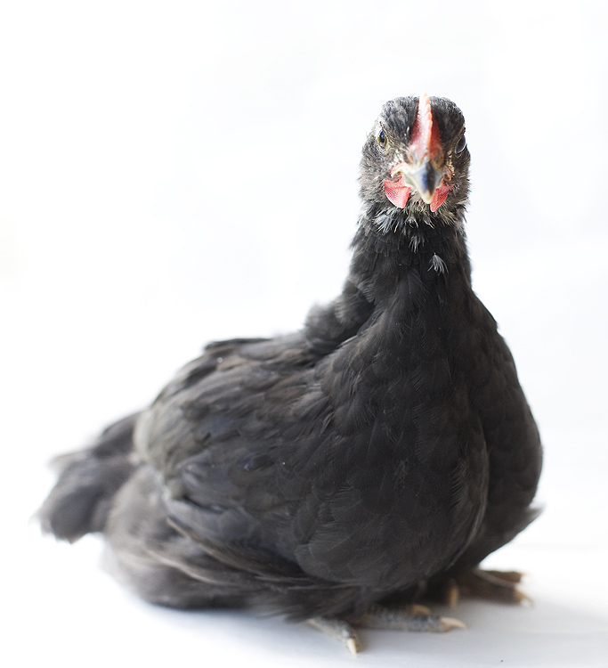 Backyard Farming: ROOSTER?!?!!?