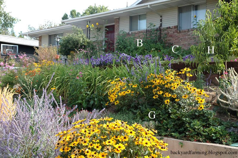 Backyard Farming: Adventures in FRONT yard farming
