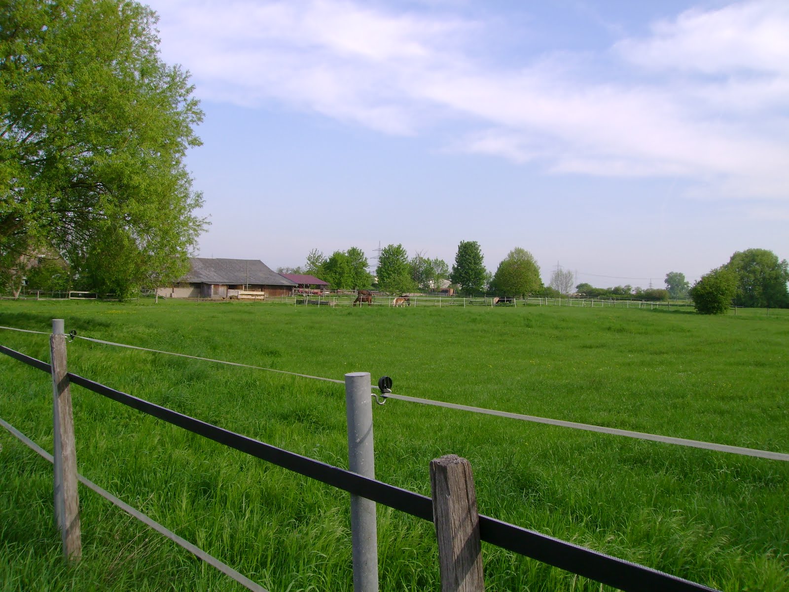 Fotoalbum Bruchsal: Pferdekoppel