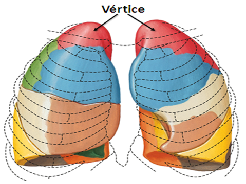 Los Pulmones: Vértice