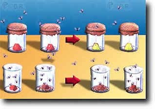 El origen de la vida y el ser humano: El experimento de Redi.🐆 Descubra ...