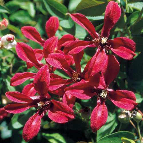 wayside gardens: Clematis texensis 'Gravetye Beauty'