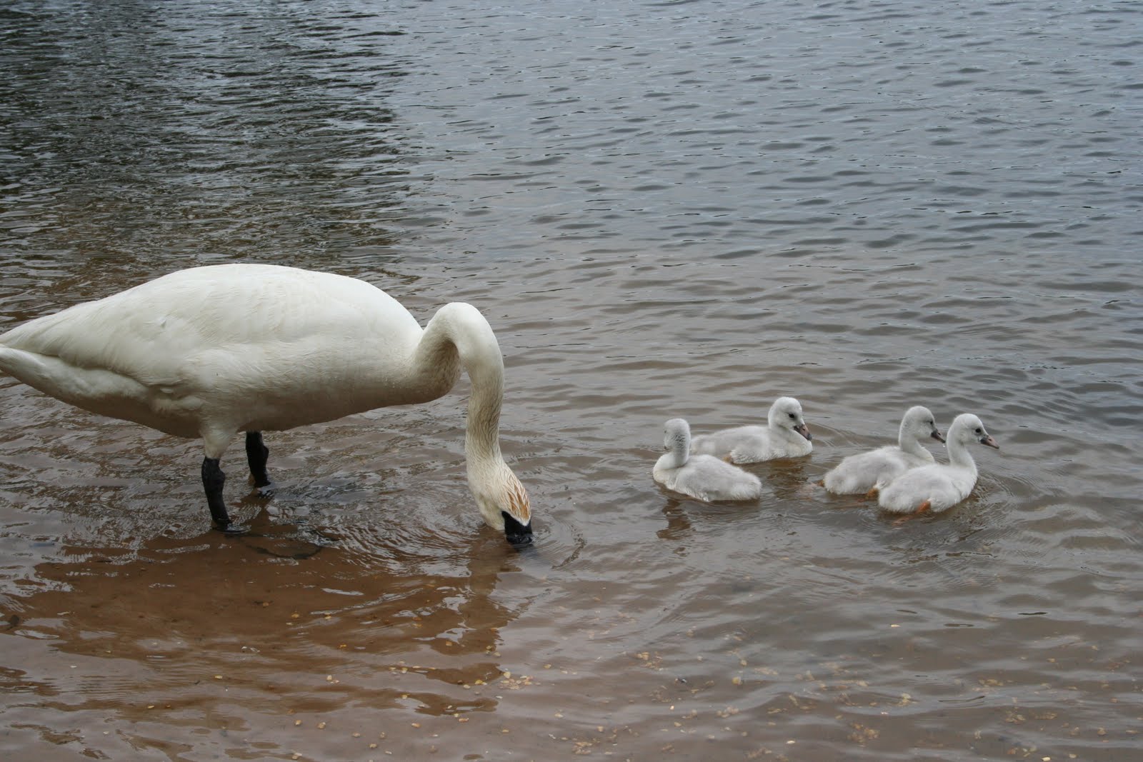 Big Island Lake Wilderness Home: Trumpeter Swans at Big Island Lake ...