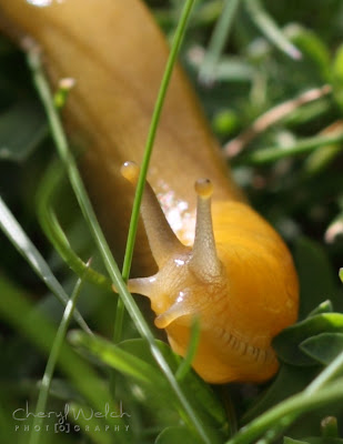 Cheryl Welch Photography: Ariolimax Californicus, aka California Banana ...