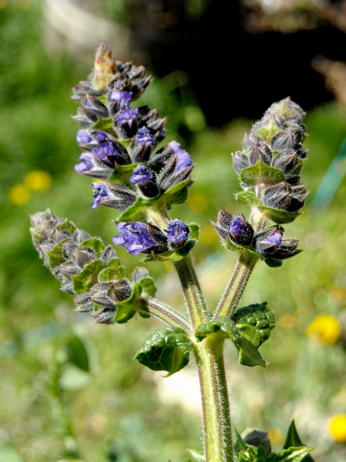 Castellarone dei Semplici: DELLA 'SALVIA PRATENSIS'