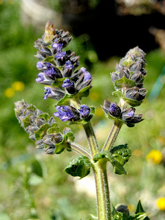 Castellarone dei Semplici: DELLA 'SALVIA PRATENSIS'