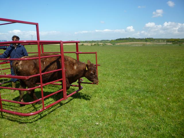 A Norfolk farmer: Cow catcher,