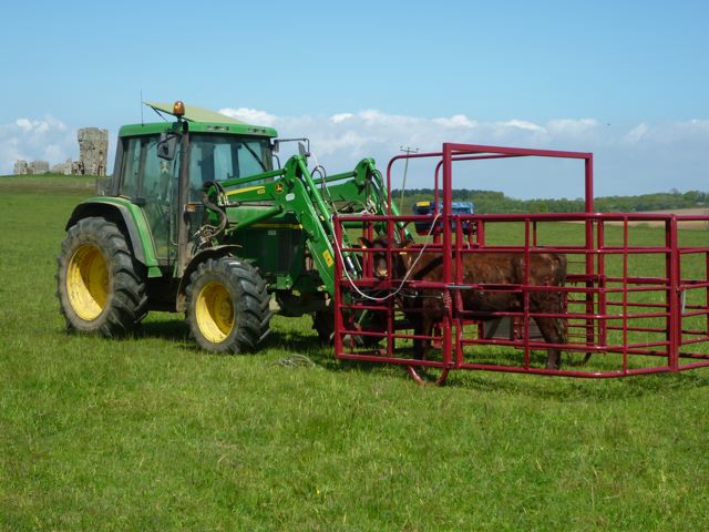 jerseycows: cow catcher