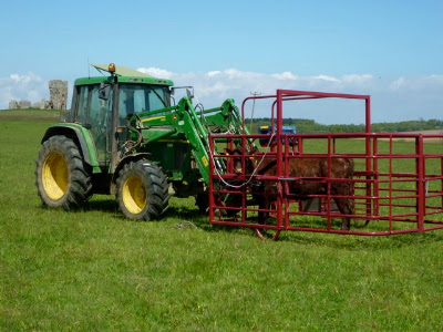 jerseycows: cow catcher
