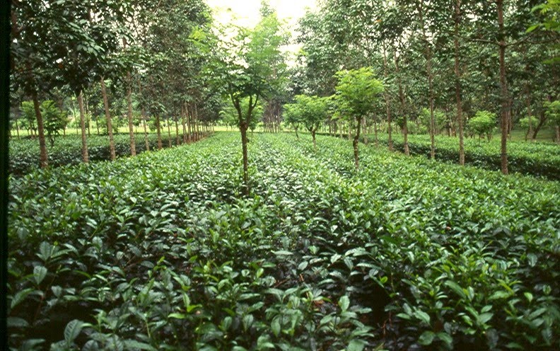 Caring TEA: Agronomic and Cultural Practices