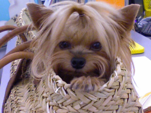 The New Yorkie Times-All Yorkies all the time!