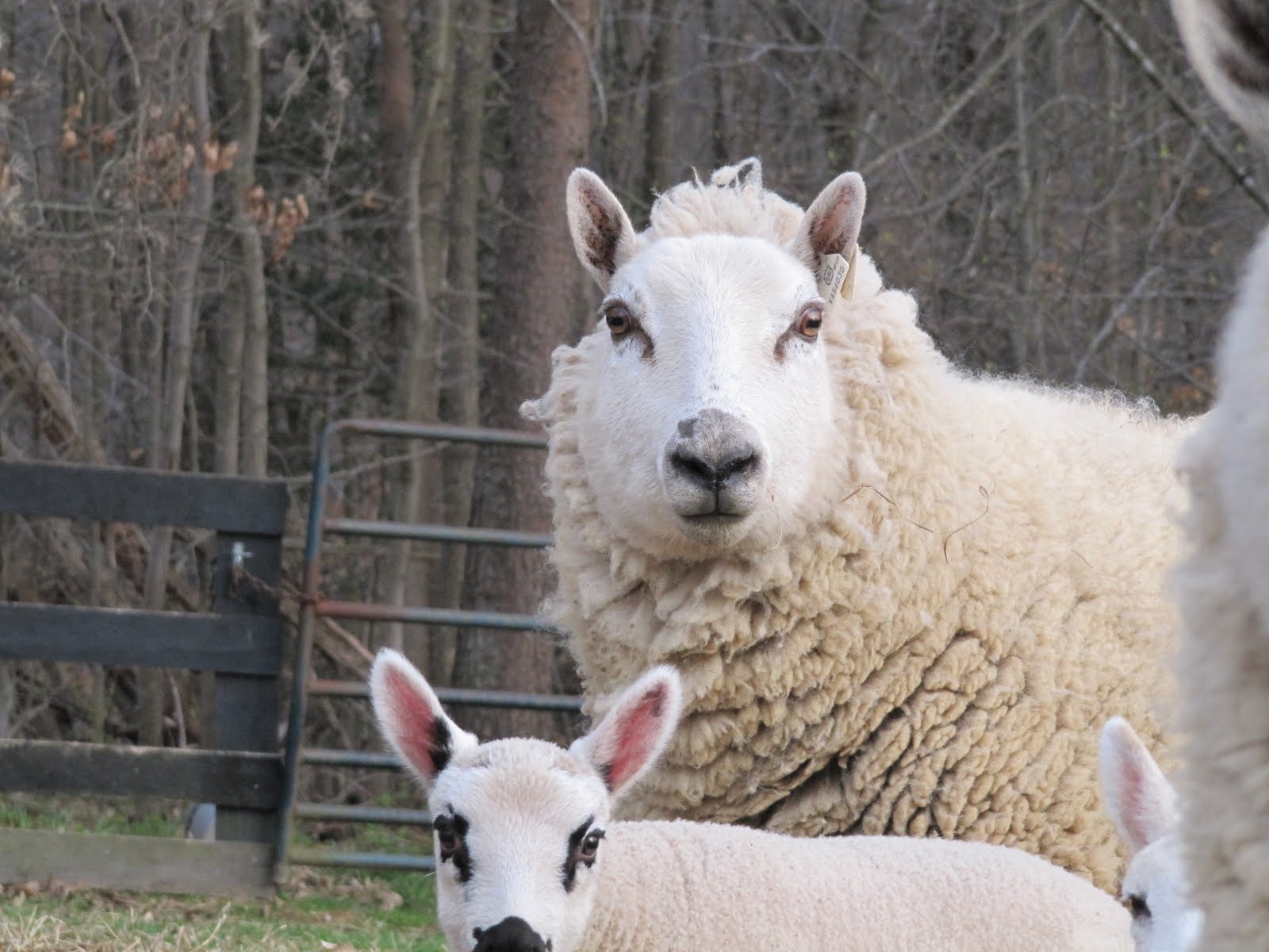 Kerry Hill Sheep in the USA: Kerry Hills