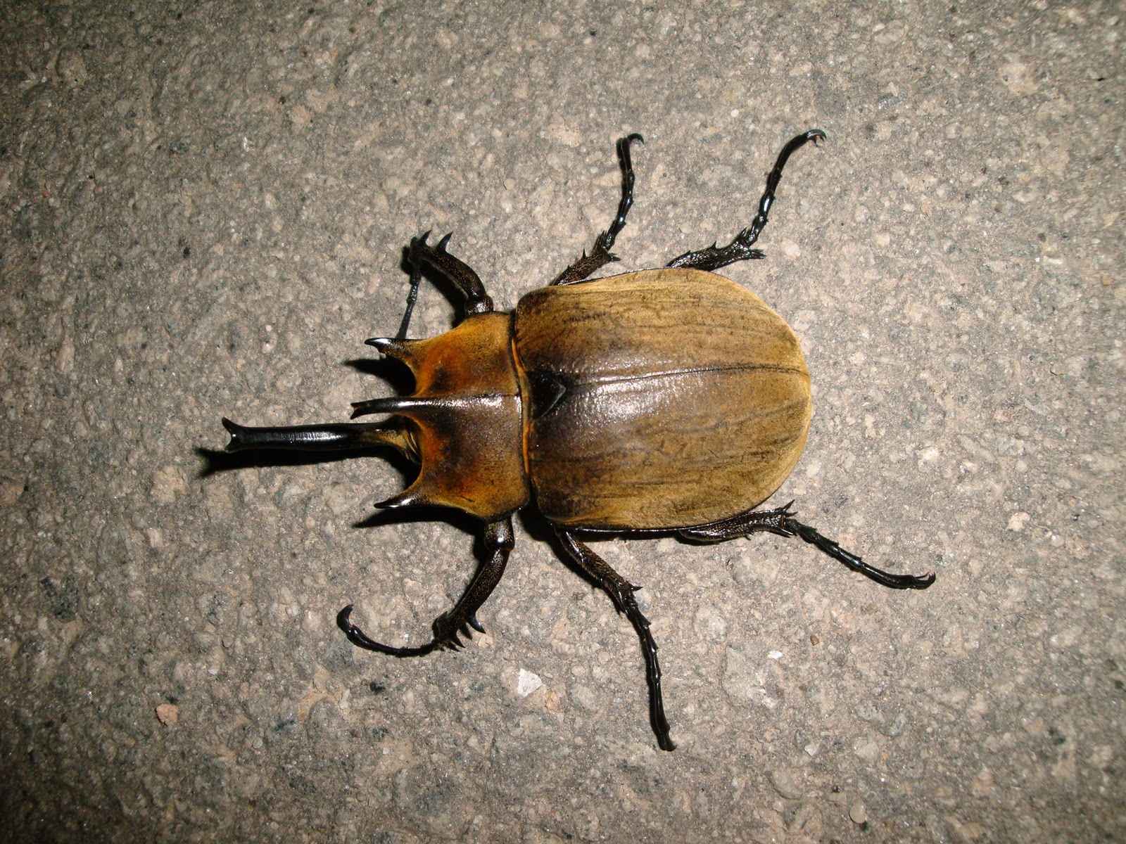 Thiago Ribeiro Fotógrafo: bezouro