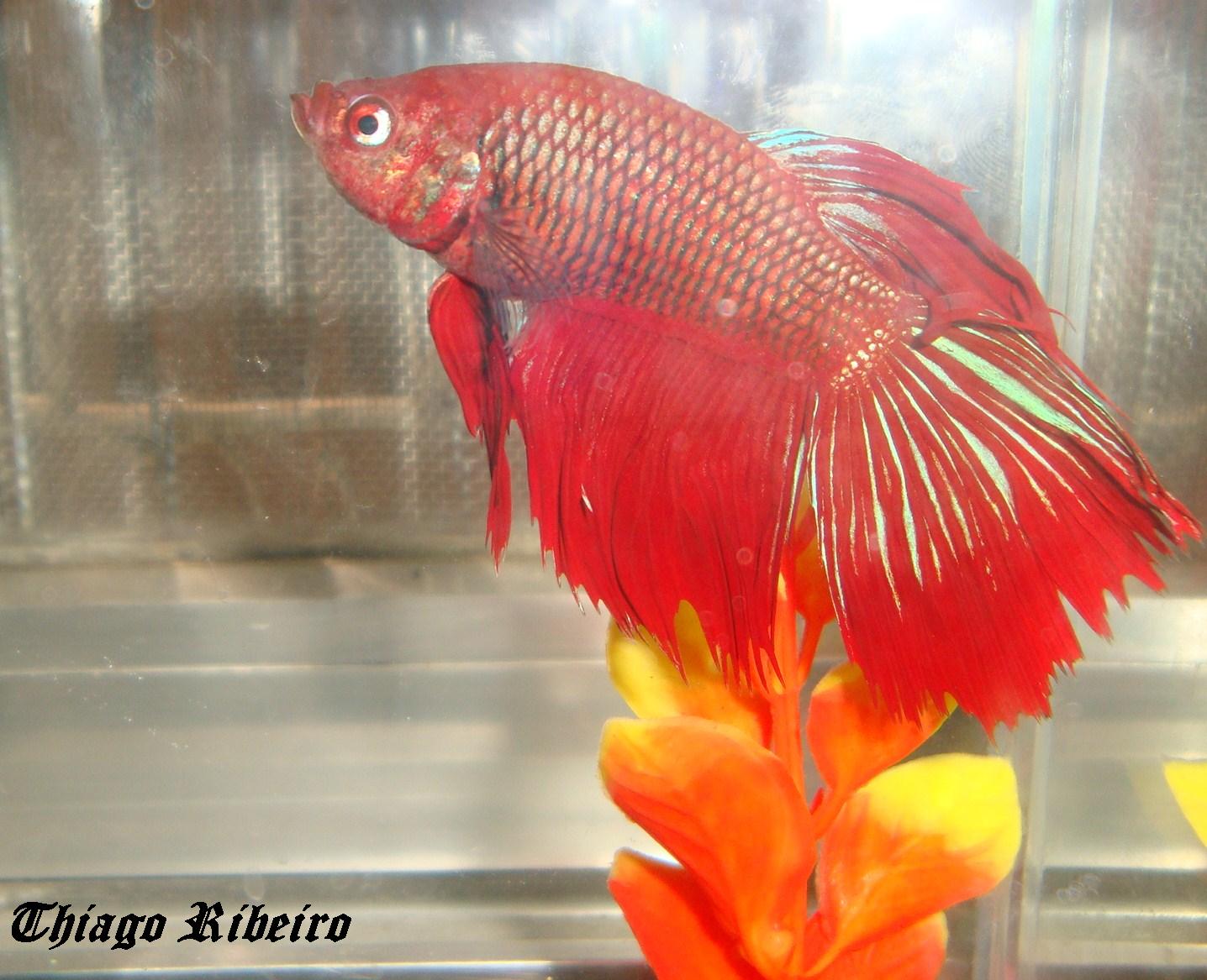 Thiago Ribeiro Fotógrafo: peixe beta