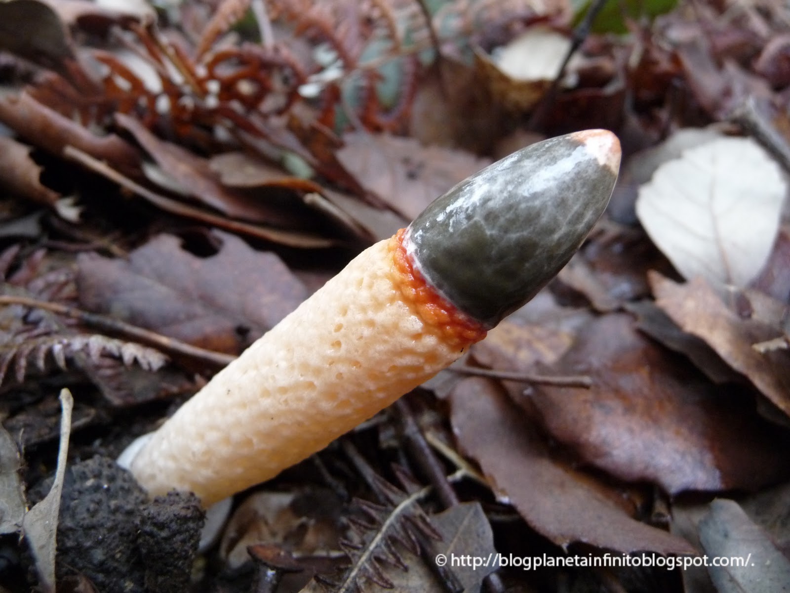 PLANETA INFINITO: Micología