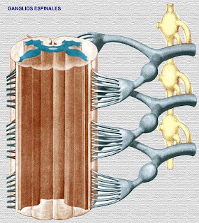 Neuroanatomía para Todos: GANGLIOS ESPINALES