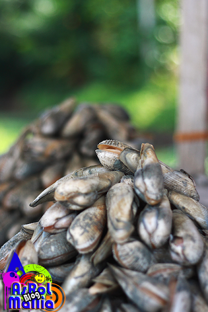 Mentarang - Khazanah Alam Tertanam | Asrol Mania