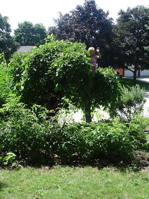 Pureland Permaculture: A Permaculture Raspberry and Strawberry Bed