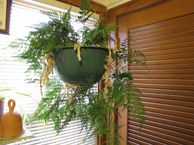 A Corner Garden: Garden Bloggers' Bloom Day 1/15/09