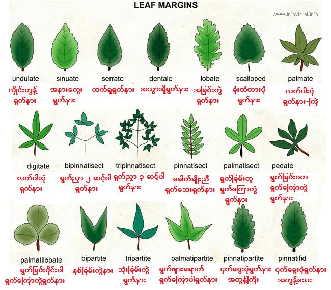 SAING Myanmar-English Dictionary: ရြက္နား